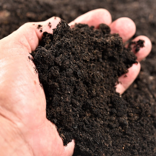 August Planting Tips with Awapuni – Green Goddess