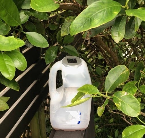 Milk Bottle Solar Guava Moth Trap – Green Goddess