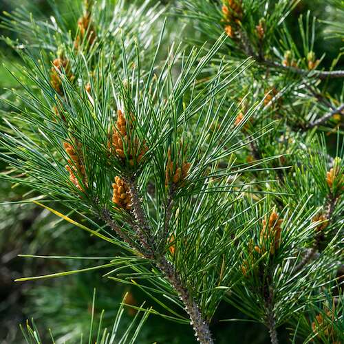 The Astounding Benefits of Pine Needle Tea – Green Goddess